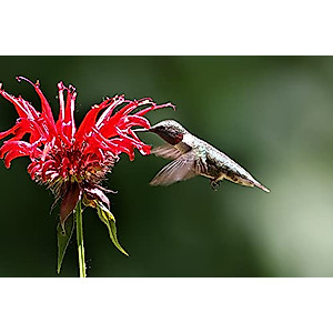 50 Bee Balm Flower Seeds - Monarda Didyma Mixed Color Seeds - Ships from Iowa, USA