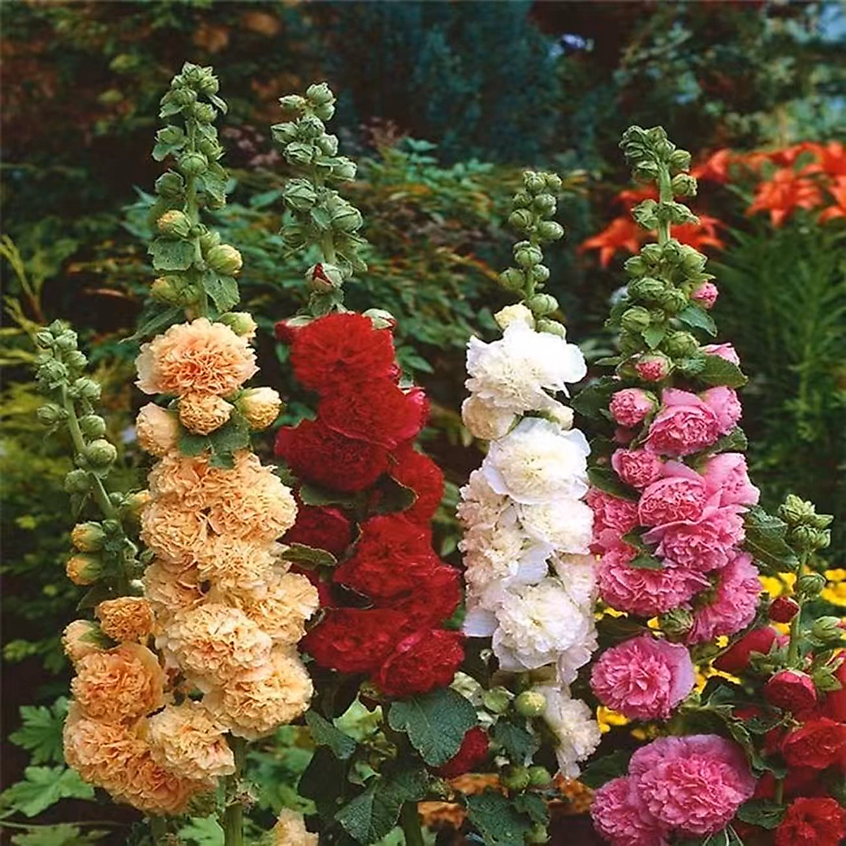 300+ Hollyhock Seeds Carnival Mix Giant Mallow Double Hollyhock Flowers Seed Perennial Outdoor Home Garden Flower