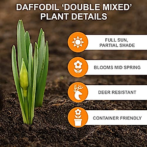 Garden State Bulb Double Mixed Daffodil Flower Bulbs, 14/16cm (Bag of 25)