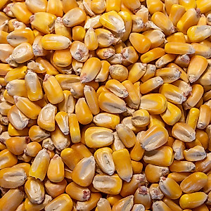 BACKWOODS ATTRACTION Persimmon Flavored Deer Corn 50lb. Bag