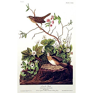 Lincoln Finch. From"The Birds of America" (Amsterdam Edition)
