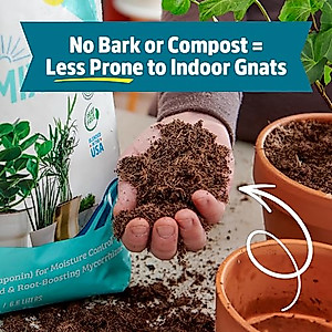 Back to the Roots 100% Organic Indoor Potting Mix (6 Quart), Promotes Healthy Houseplant Growth, Made in The USA