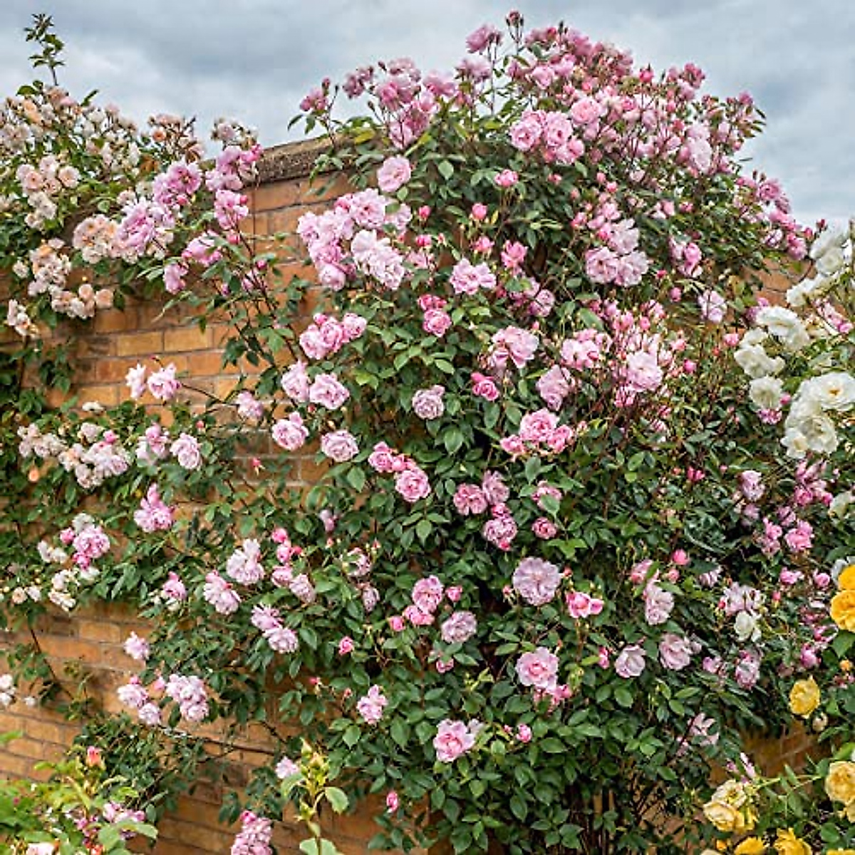 20 Pink Climbing Rose Seeds for Planting Roses Flowers Seed Spring