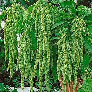 Outsidepride Amaranthus Green Love Lies Bleeding Garden Foliage Plant Bush Seeds - 5000 Seeds