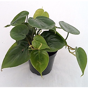 Heart Leaf Philodendron - Easiest House Plant to Grow - 4" Pot - Live Plant