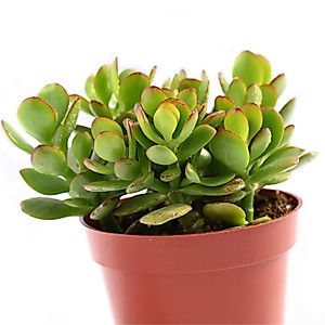 Live Jade Succulent Plant – Crassula Ovata Jade Succulent - Fully Rooted 4-Inch Jade Succulent
