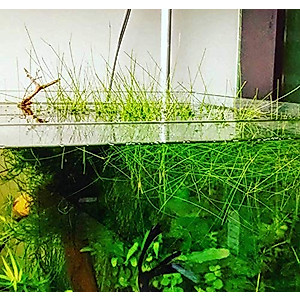 (6 Bundle) Giant Hairgrass | Eleocharis Vivipara Package Freshwater Live Aquarium Plants Background Fish Tank Decoration