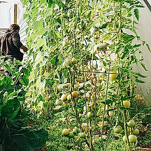 MAGICLULU House Plant Trellis for Potted Plants Plant Climbing Trellis 2pcs Iron Vine Climbing Support Rack Flower Garden Plant Stakes for Rose Vine Pea Ivy Cucumbers Flower Vegetables