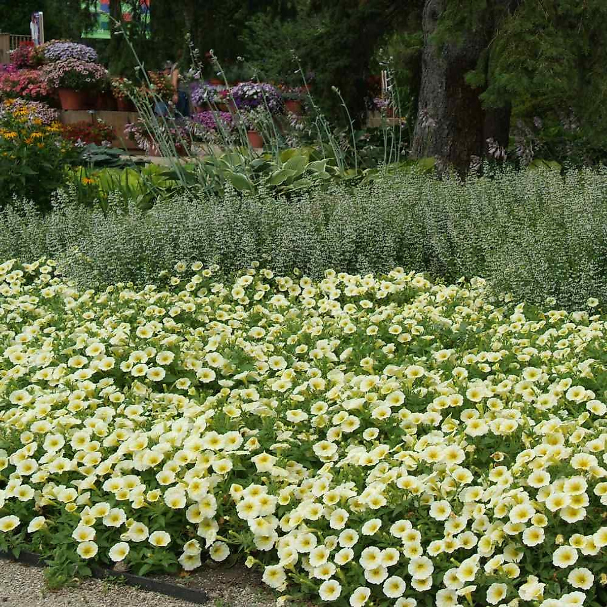 Outsidepride 15 Seeds Annual Easy Wave Spreading Petunia Yellow Garden Flower Seeds for Planting