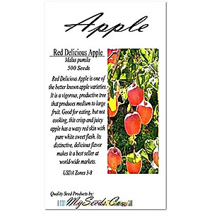 Big Pack - (500) Red Delicious Apple - Malus pumila Tree Seeds - Very Cold Hardy in Zones 3-8 by MySeeds.Co (Big Pack - Paradise Apple)