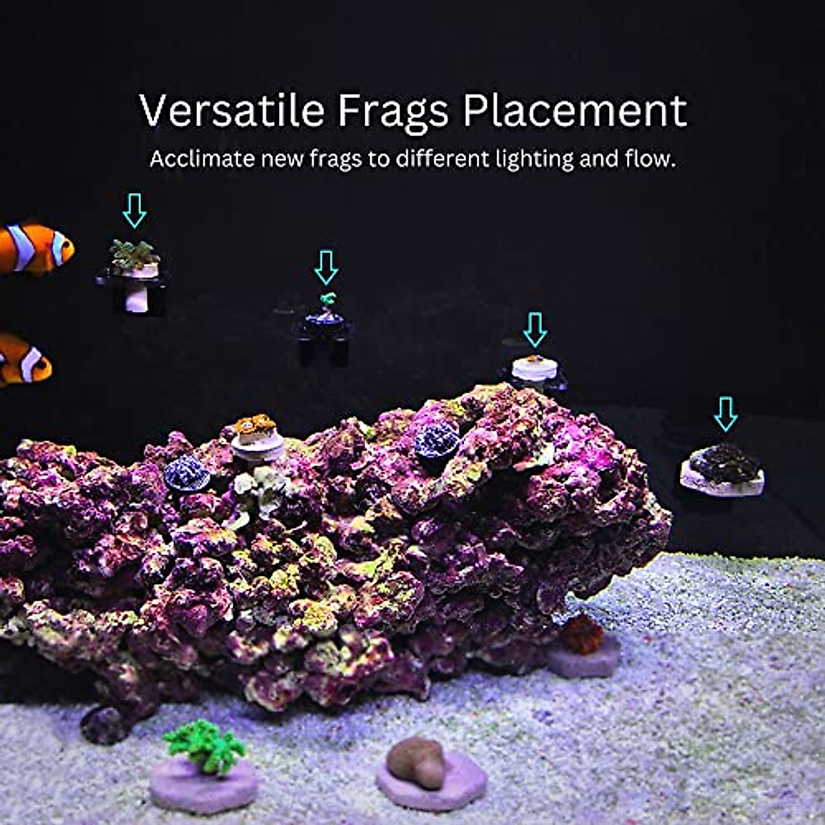 Oceanbox Designs CoralOne™ Magnetic Solo Frag Rack (Clear, 4 Pack), Single Frag Rack, Reef-Safe No-Rust 100% Waterproof Magnets, Made in USA