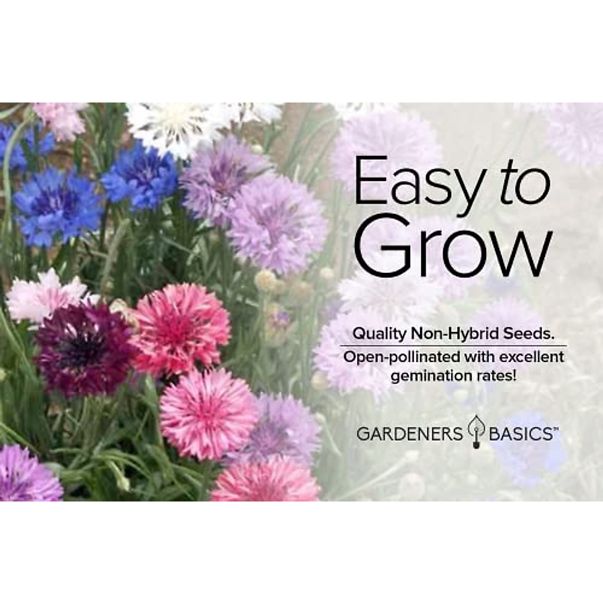 Bachelor Button Seeds for Planting Cornflower (Polka Dot Mix) - Pretty Mix of Bachelors Buttons Seeds Open Pollinated, Non-GMO, Great for Cut Flower Gardens by Gardeners Basics