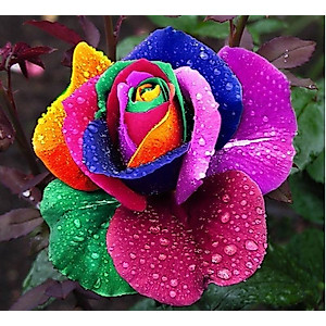 SeedCoast Rainbow Rose Seeds for Planting - Rare Rose Bushes Ready to Plant Outdoor Home Garden - Heirloom Perennial Climbing Rose Flower Bulk of 100 Seeds
