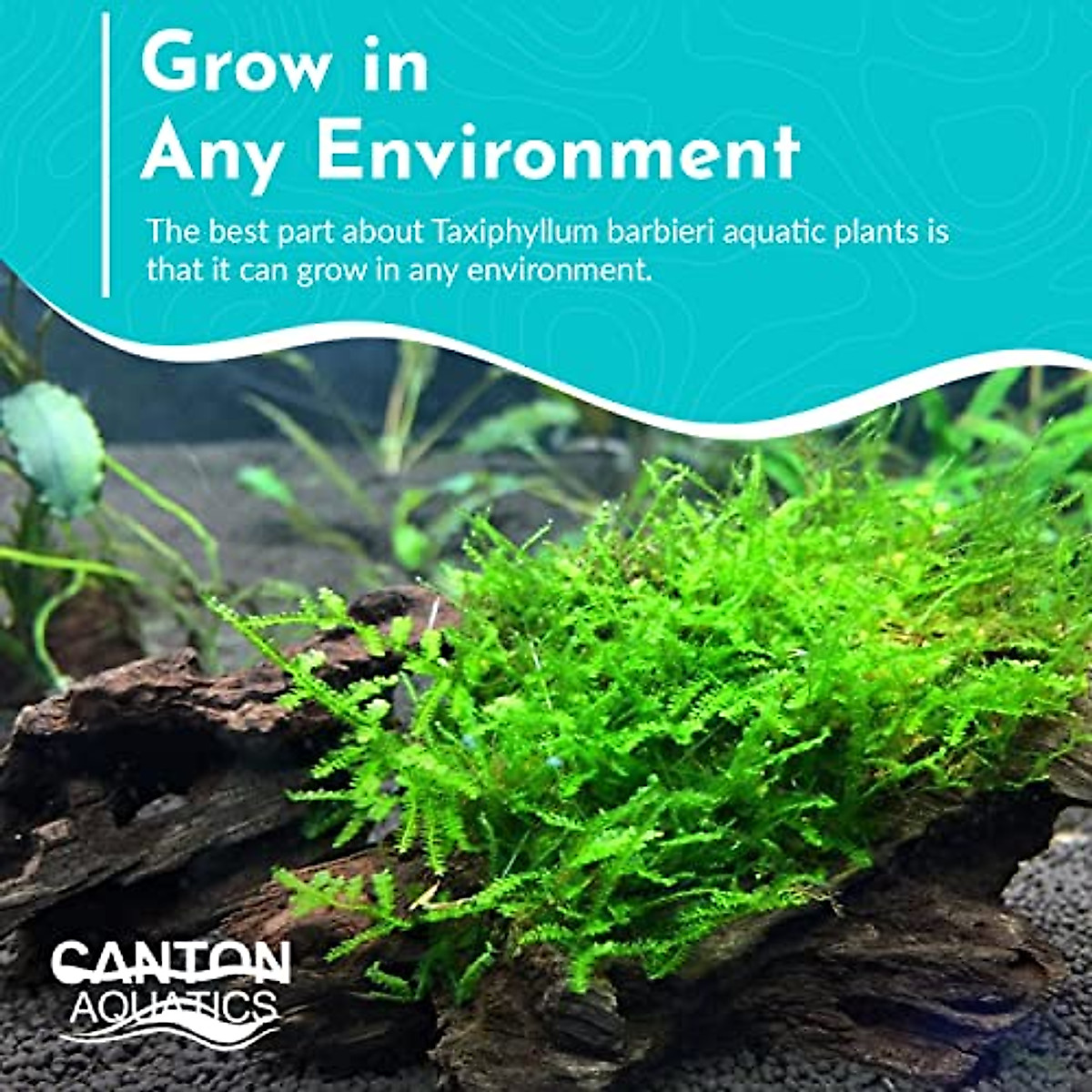 Java Moss Taxiphyllum Barbieri Portion