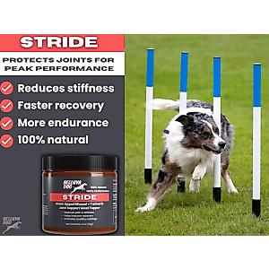 Homescape World Stride by Helluva Dog — Joint Support Meal Topper for Active Sporting Dogs — Green Lipped Mussel & Turmeric Powder for Mobility & Recovery 4oz