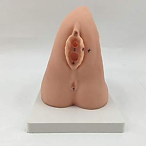 Catheterization Model, Female Internal and External Catheterization Model- PVC Manikin Teaching Model - for Gynecology Medical Educational Training Aid Medical Practice Traning Model Nursing Trainin