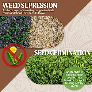 HealthiStraw GardenStraw, 3 cu ft - All-Natural Mulch for Vibrant Gardens, Vegetables Lawn Seeding - Water-Conserving, Weed-Suppressing Wheat Straw - Sustainably Sourced, Thoroughly Cleaned