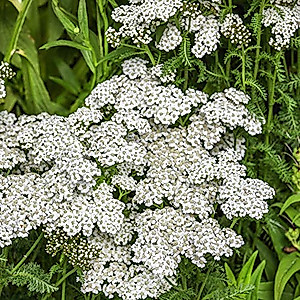 Outsidepride Perennial Achillea Millefolium Yarrow White Wild Flower & Herb Garden Plant - 1/4 LB