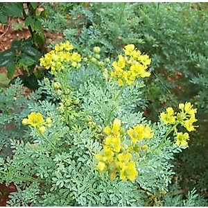 Earthcare Seeds Rue 150 Seeds (Ruta Graveolens) Heirloom - Non GMO - Open Pollinated