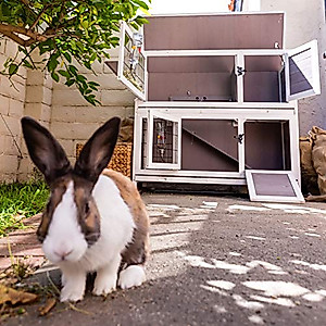 Be Mindful | Bunny Hutch for Rabbits and Other Small Animals