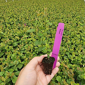 Blueberry plant "Biloxi" Set of 4 starter live plants