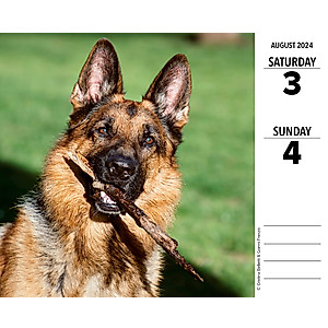 Willow Creek Press German Shepherds Daily 2024 Box/Desk Calendar (5.86" x 4.72")