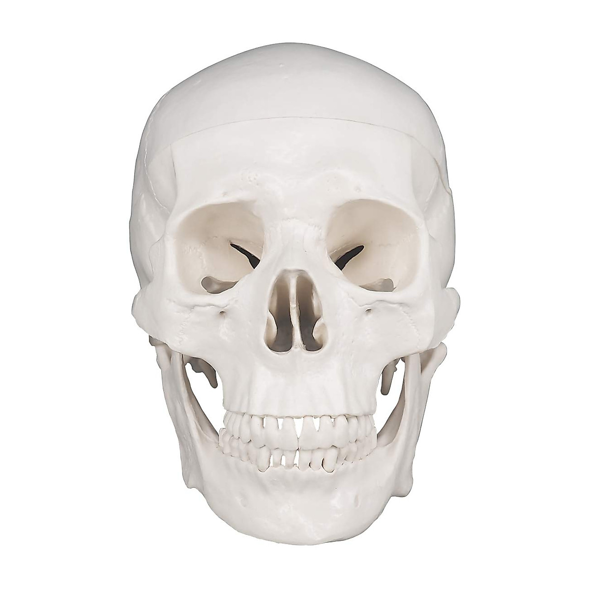 Human Skull Model, Life Size 3-Part Anatomical Model with Removable Skull Cap and Articulated Mandible for Medical Student Human Anatomy Study Course