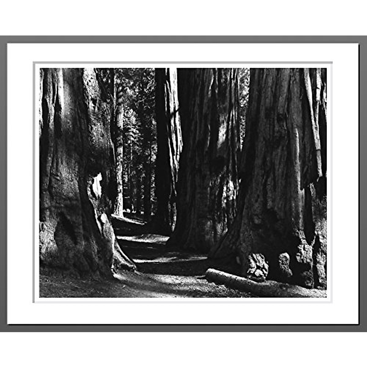 Senate Group, Giant Forest (#2)