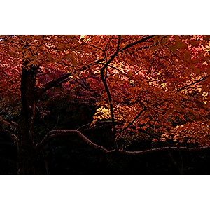 FUJIFILM digital camera X100F Silver X100F-S--JAPAN IMPORT