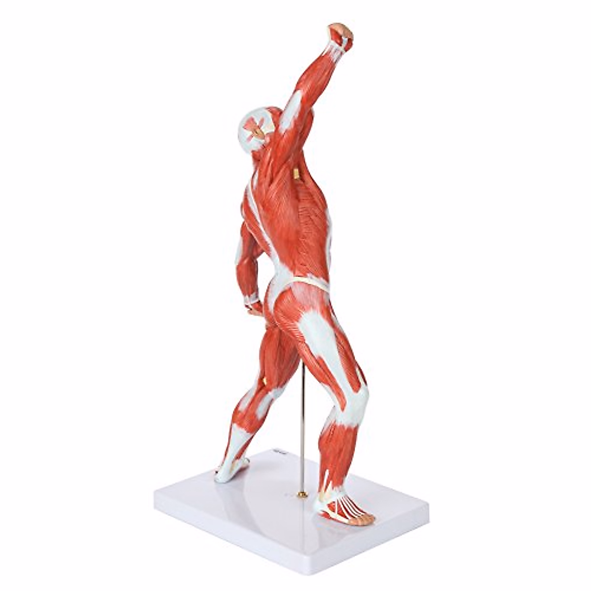 Miniature Muscular System Model, 20” Human Muscle Model, Body Muscle Figure Anatomy Model with Structure of the Body, Anatomy and Physiology Model, Detailed Product Manual, Made by Axis Scientific