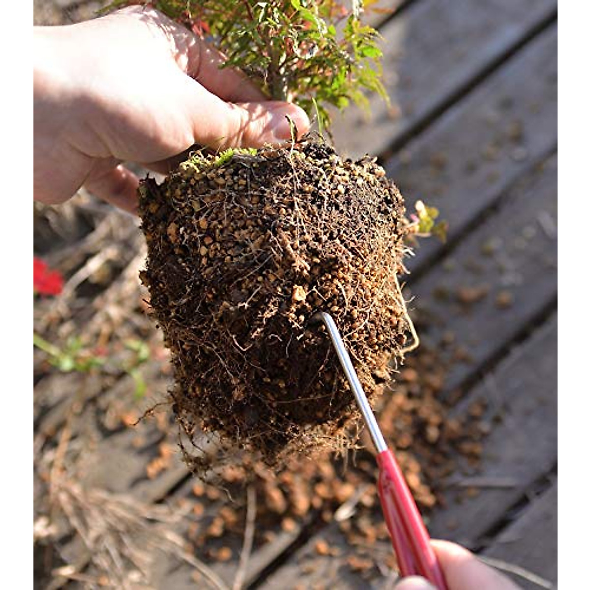 KAKURI Bonsai Root Hook, 8.6" Professional Bonsai Root Pick Tool, Japanese Stainless Steel, Red, Made in JAPAN