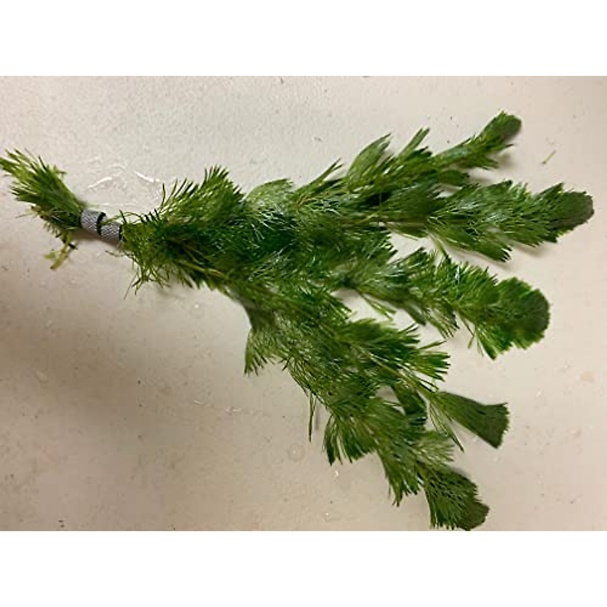 Marcus Fish Tanks - 3X Green Cabomba Caroliniana Live Aquarium Plants for Aquatic Freshwater Fish Tank