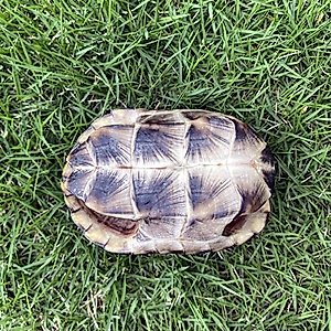 Unique Turtle Shell True Specimen Turtle Shell（ Reeves' Turtle） Taxidermy (1)