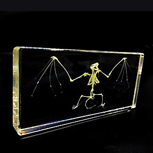 Real Bat Skeleton Specimen in Acrylic Block Paperweights Science Classroom Specimens for Science Education（5.5x2.5x1 Inch）