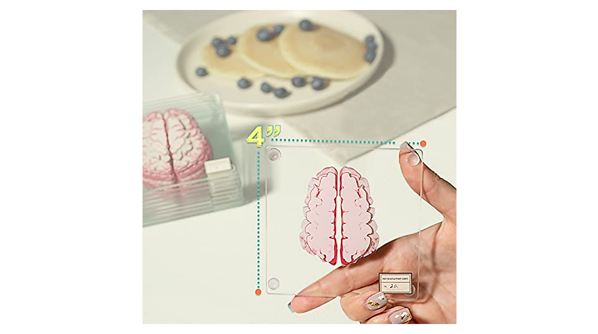 Anatomic Brain Specimen Coasters (Set of 10) - Neuroscience Gifts Best ...