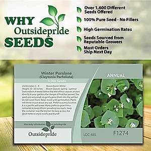 Outsidepride Claytonia Perfoliata Winter Purslane AKA Indian or Miner's Lettuce Herb Garden Plant - 5000 Seeds