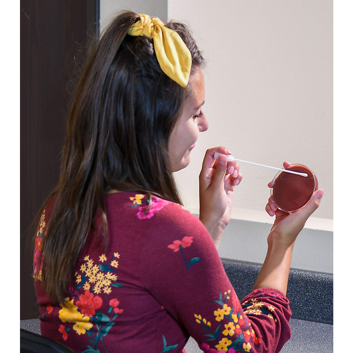 Chocolate Agar with Bacitracin, for Haemophilus Isolation, 15x100mm Plate, Order by the Package of 10, by Hardy Diagnostics