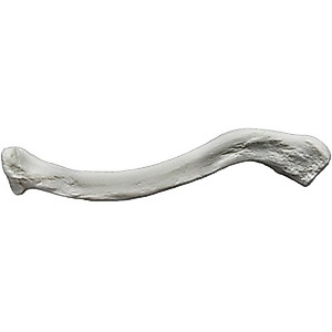 Clavicle Bone Model - Right - Anatomically Accurate Human Clavicle Bone Replica - hBARSCI