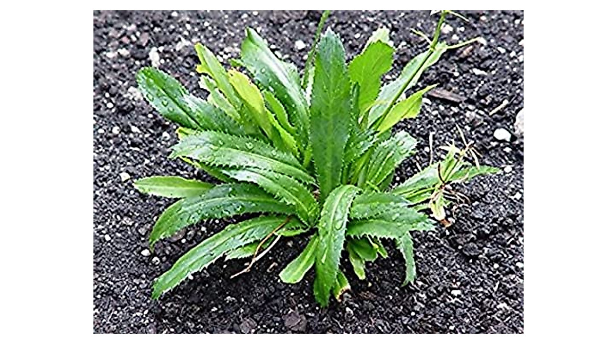 Buy Culantro Seeds - Vietnamese & Thai Parsley for Fresh Flavors