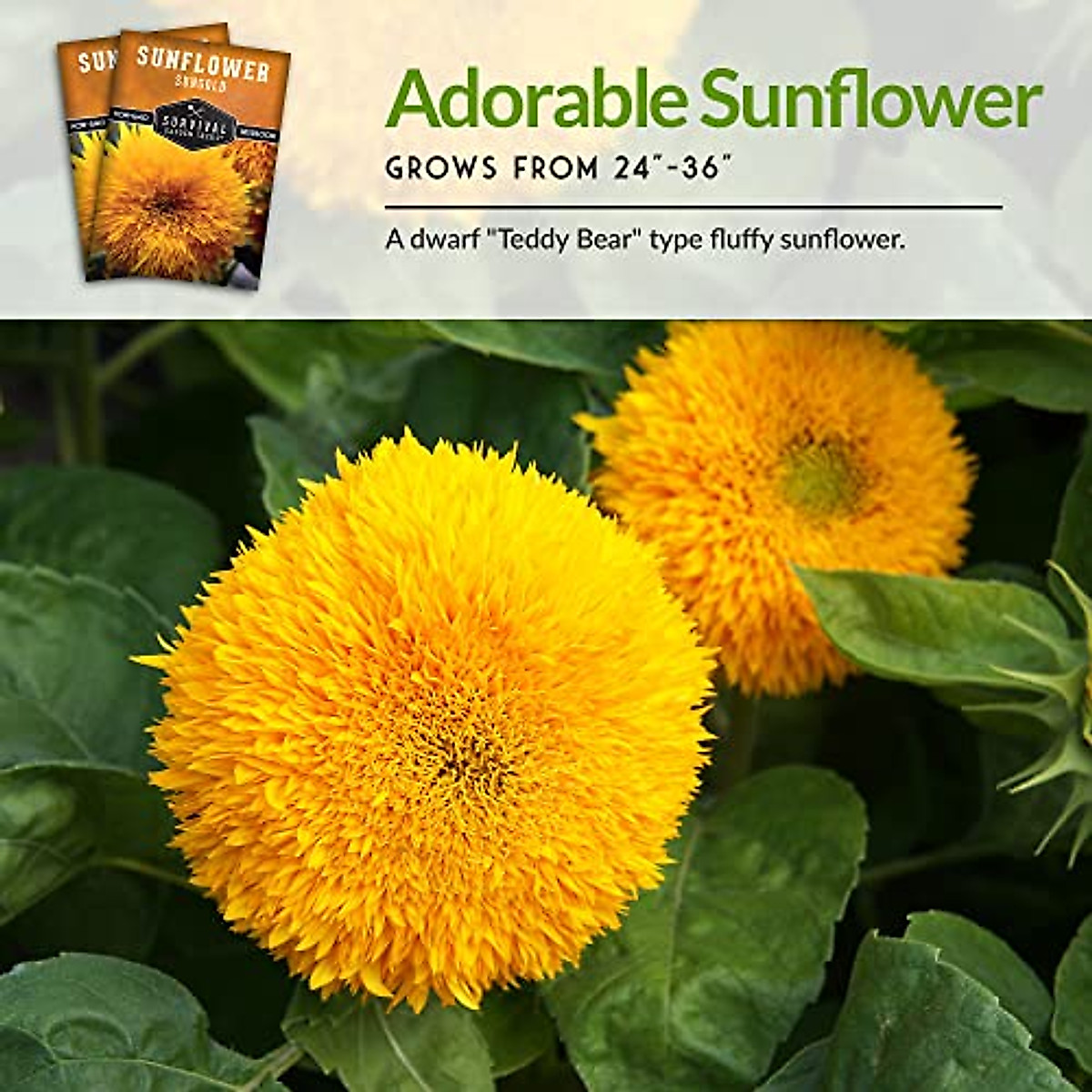 Survival Garden Seeds - Dwarf Sungold Sunflower Seed for Planting - Packet with Instructions to Plant and Grow Pom-Pom Teddy Bear Flowers in Your Home Vegetable Garden - Non-GMO Heirloom Variety
