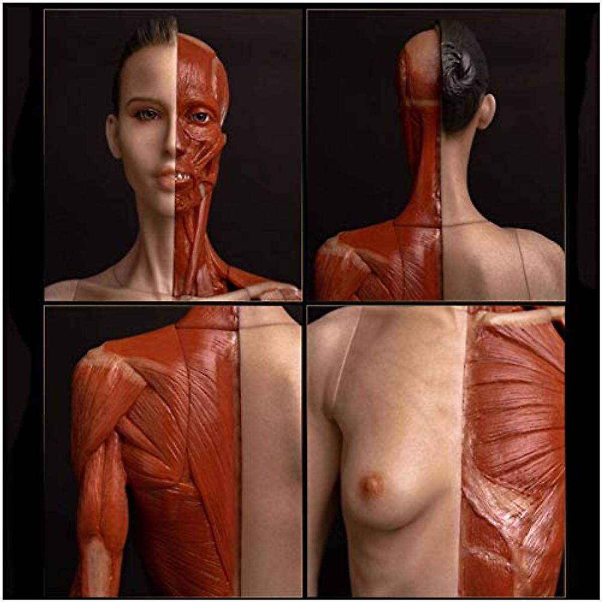 Human Anatomical Muscle Bone and Skin Model - 23.6Inch Female Anatomy Figure Human Body Musculoskeletal Anatomical Model Painting Sculpture Model for Reference Art Teaching Tools