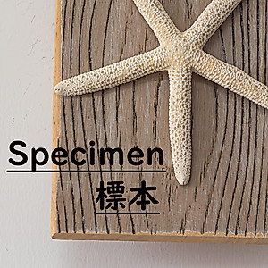 SKIVTGLAMP Hand Made Nature Wood Wall Sconce Rechargeable Battery Operated LED PIP Motion IR Sensor Wall Lamp, No Drilling Cordless Farmhouse Wall Mounted for Rustic Backlight Leaning Starfish