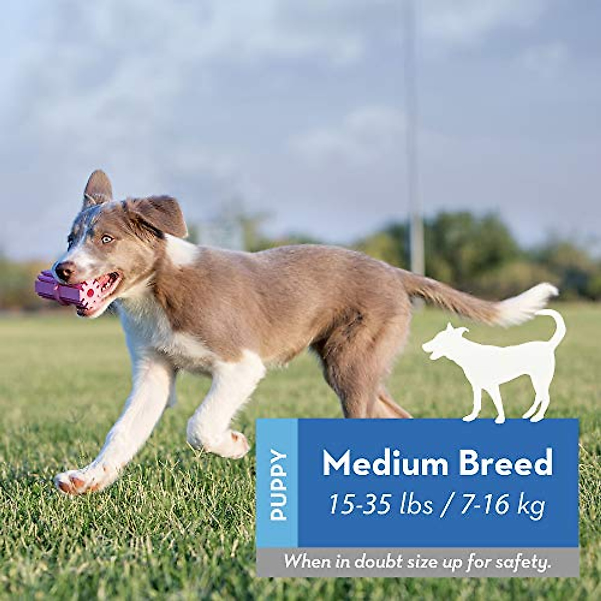 KONG - Puppy Teething Stick - Teeth Cleaning Dog Chew Toy (Assorted Colors) - for Medium Puppies