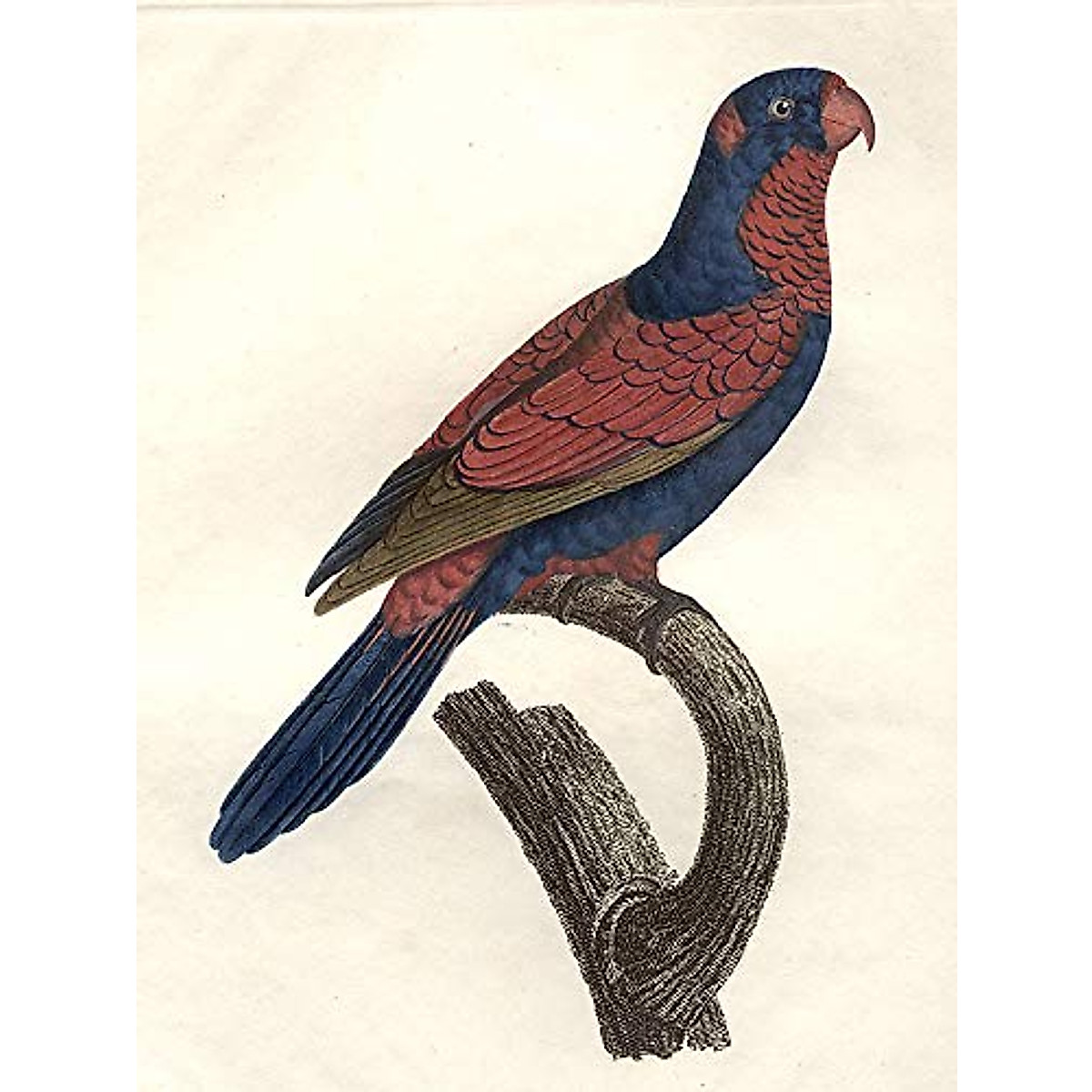 [Le Lori Perruche violet et rouge (Red and Blue Lory [Eos histrio])]