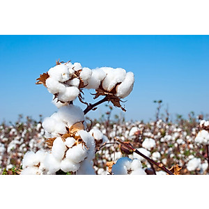MRC Brand Cotton Seeds Non-GMO, untreated 20+ Cotton Seeds
