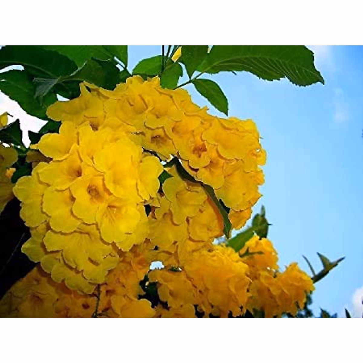 Exotic Yellow Trumpetbush Seeds - 20+ Seeds to Grow - Rare and Exotic Trumpet Bush Seeds
