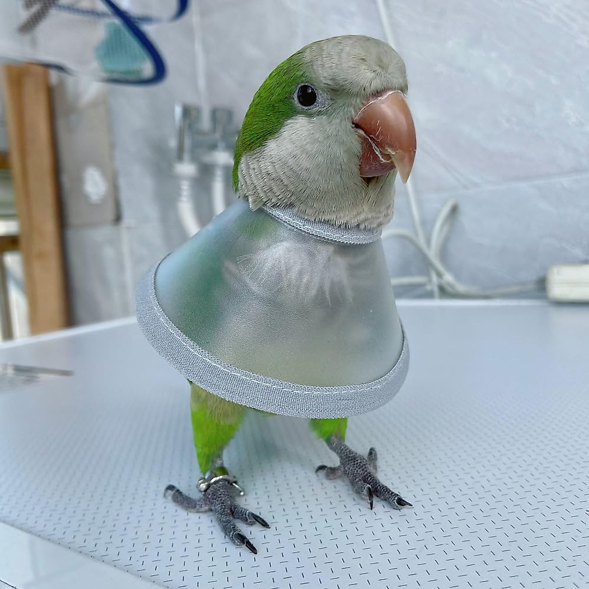 Adjustable Parrot Cone Collar, Safe and Practical Cotton Collar to Prevent Bites and Licking Wounds, to Help heal (M)