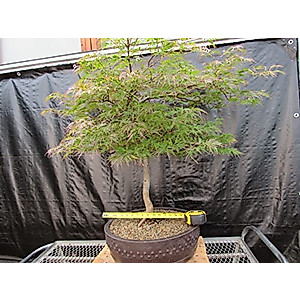 69 Year Old Red Dragon Japanese Maple Specimen Bonsai Tree