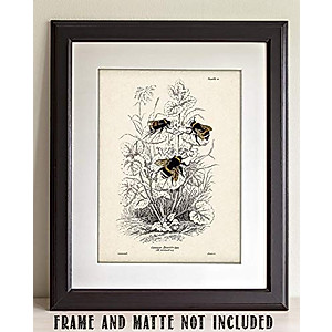 Bumble Bee Illustration - Bumblebee Farmhouse Bee Decor, Honey Bee Nature Poster, Kitchen and Room Decor, Classic Botanical Decoration and Gift for Bee Lovers, 11x14 Unframed Art Print Poster