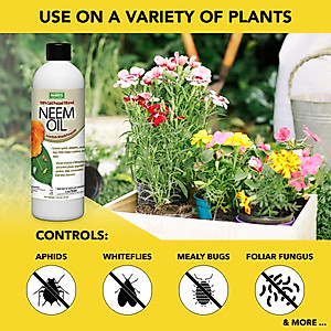 HARRIS Neem Oil, 100% Cold Pressed and Unrefined Concentrate for Plant Spray, High Azadirachtin Content, 12 Ounce for Aphids, Whiteflies, Mealy Bugs and More
